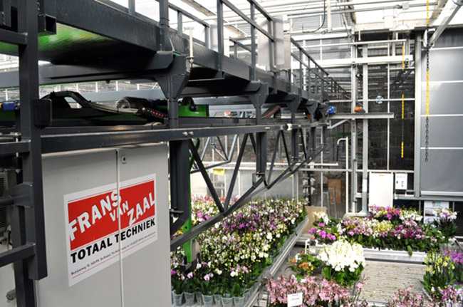 Dutch flower industry blooms through automation - Medill Reports Chicago