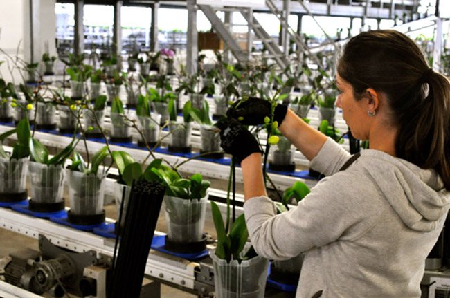 Dutch flower industry blooms through automation - Medill Reports Chicago