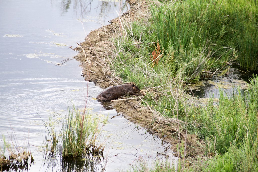 Beavers Build Dams to Battle Drought - Medill Reports Chicago