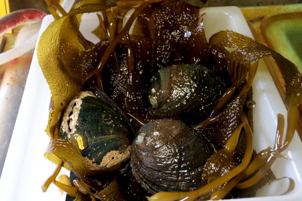Shell stuff: Monitoring the health of California's shellfish amid ...