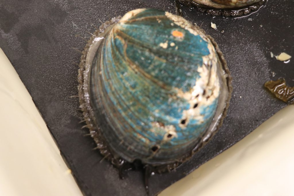 Shell stuff: Monitoring the health of California's shellfish amid ...