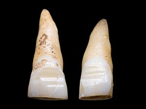 Safety requirements for Antarctic researchers can take out your wisdom ...