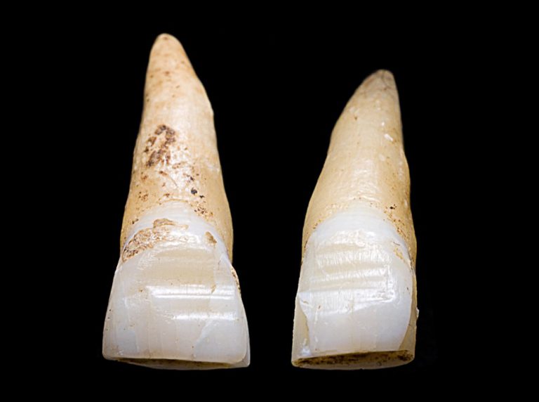 Safety requirements for Antarctic researchers can take out your wisdom ...